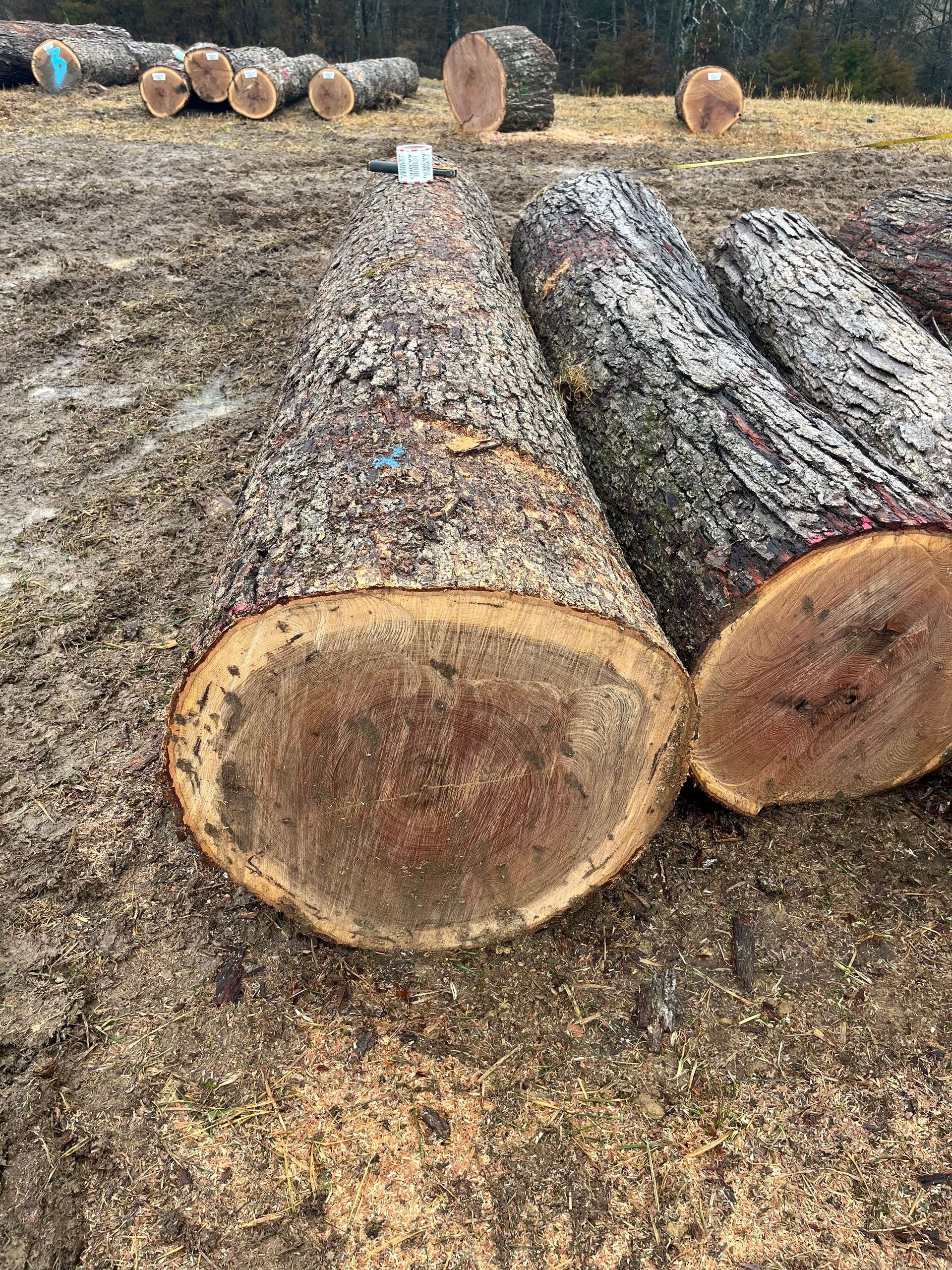 Timbersync- Helping Sawmills, Timber Buyers, Loggers and Foresters