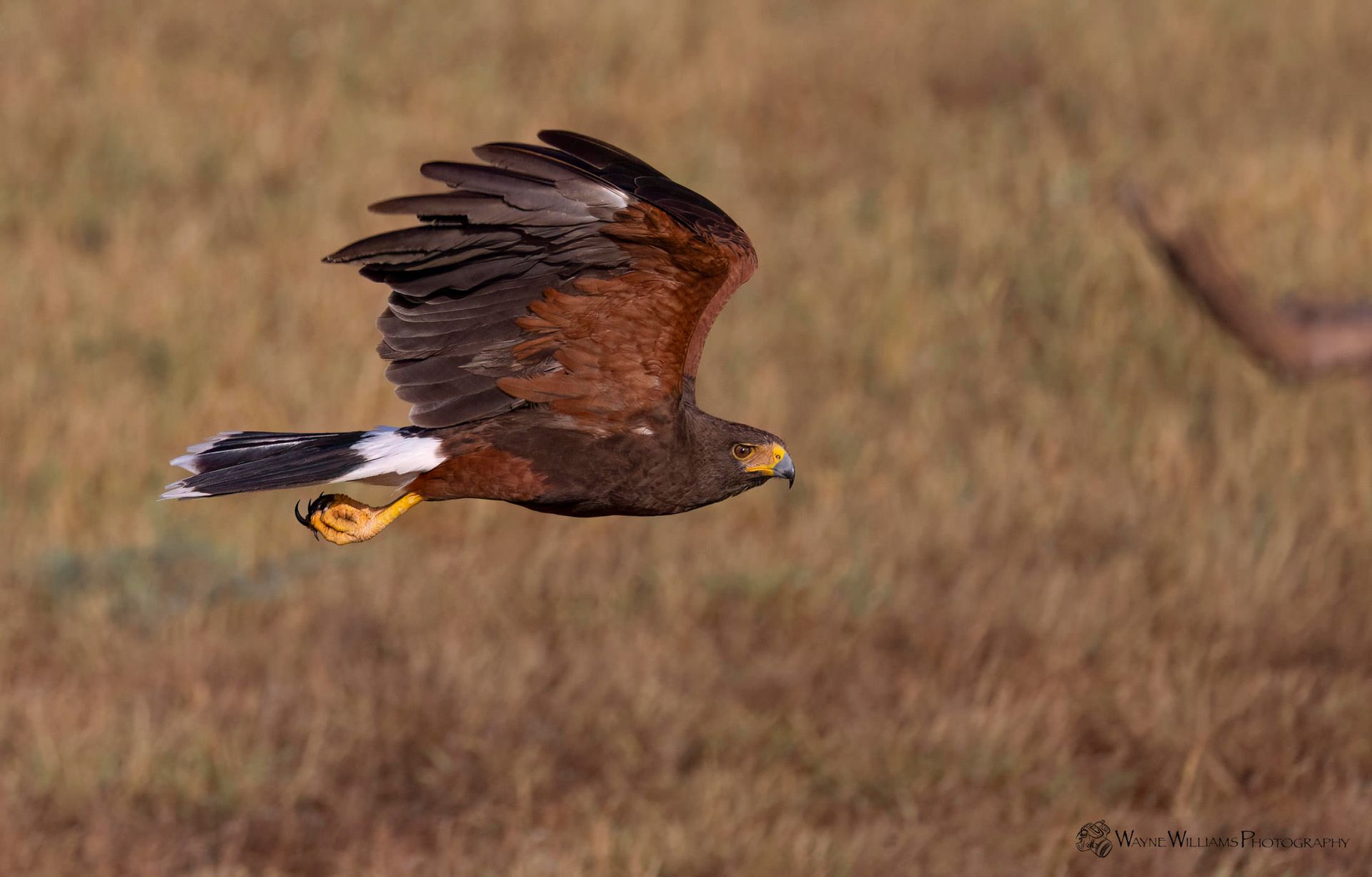 Harris Hawk Photography | Wayne Williams Photography