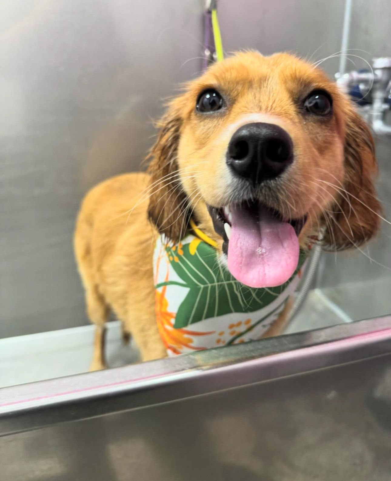 Unleashed Spa Add Ons | West Milford, NJ | Unleashed Dog Solutions