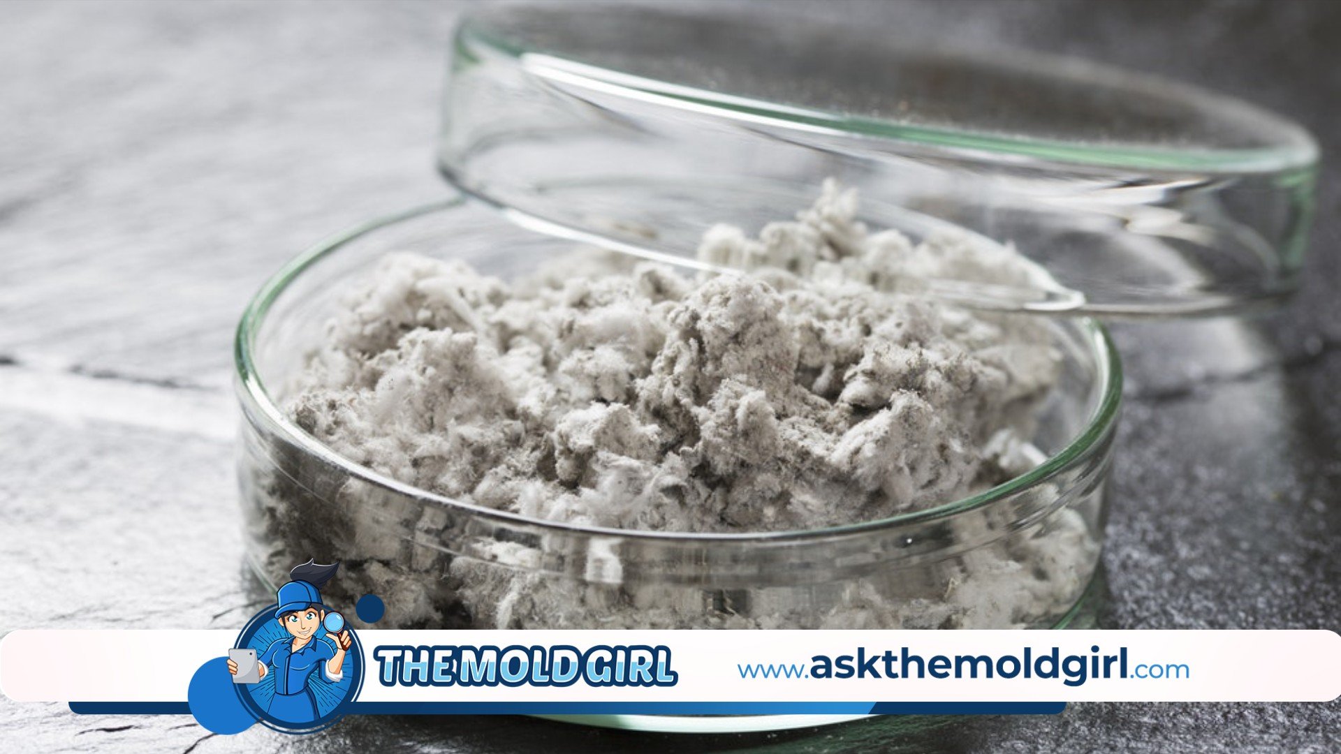 Charlotte Mold Testing & Inspection | The Mold Girl of Charlotte