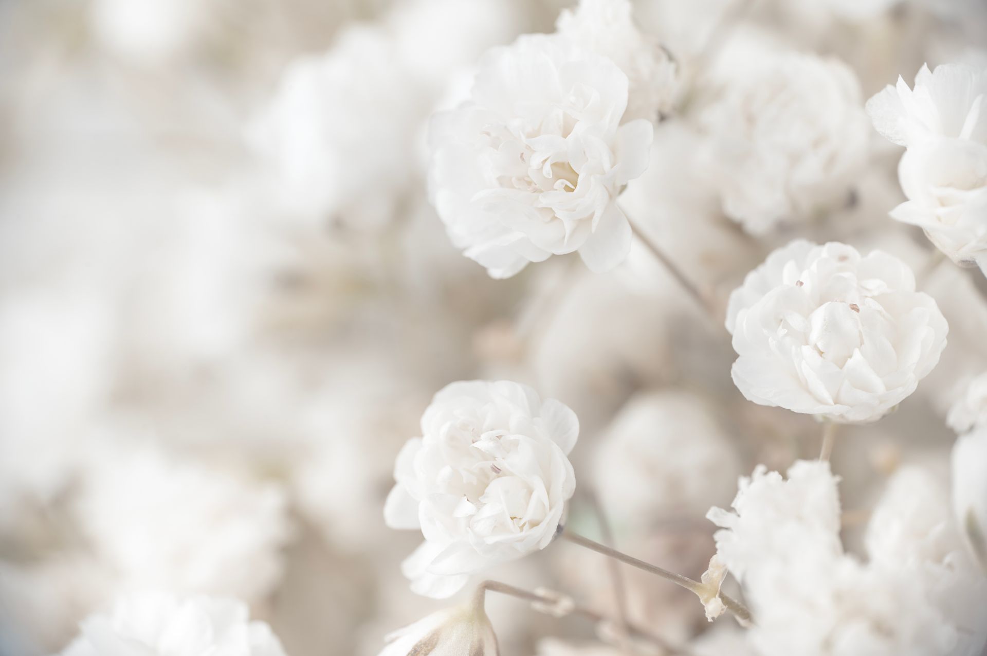 Leon A. White Cremations & Funeral Home | Jacksonville, FL