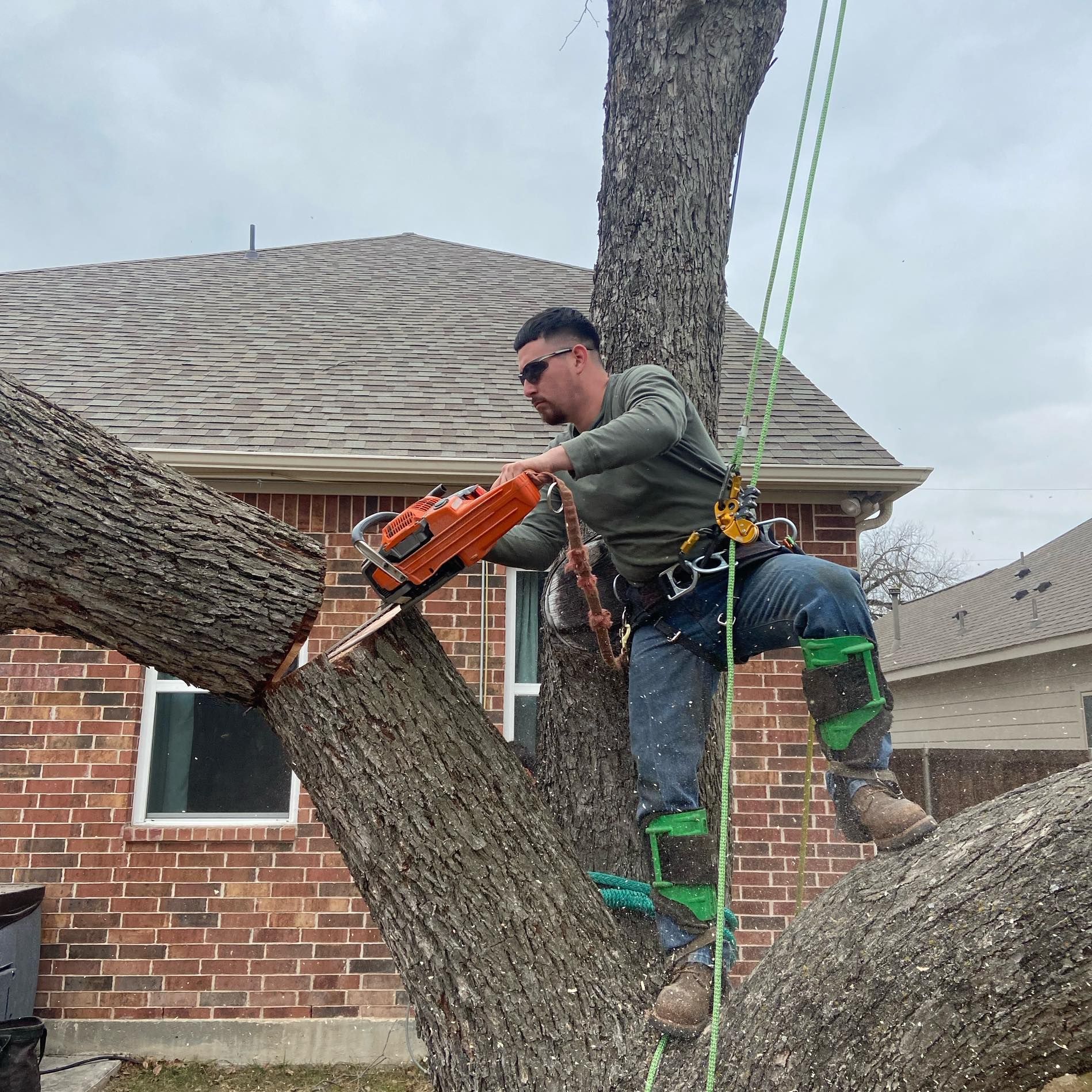 Dallas Tree Trimming and Removal Service | Your Local Trusted Tree ...