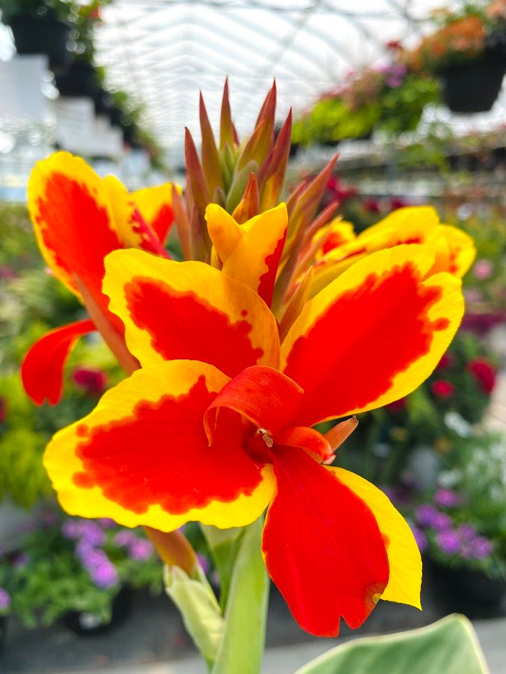 Spring and Summer Plants | Witzke's Greenhouses