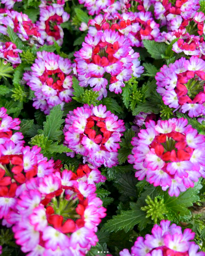 Spring and Summer Plants | Witzke's Greenhouses