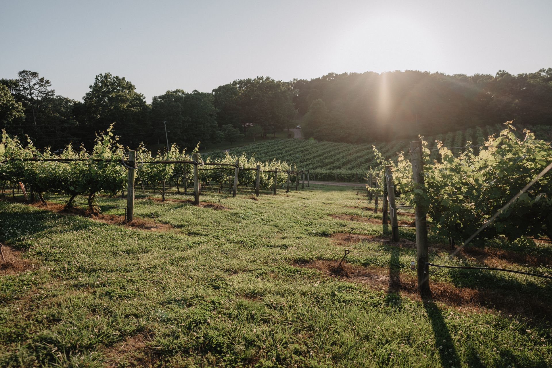 Event Venue | The Venue In The Vines | Georgia