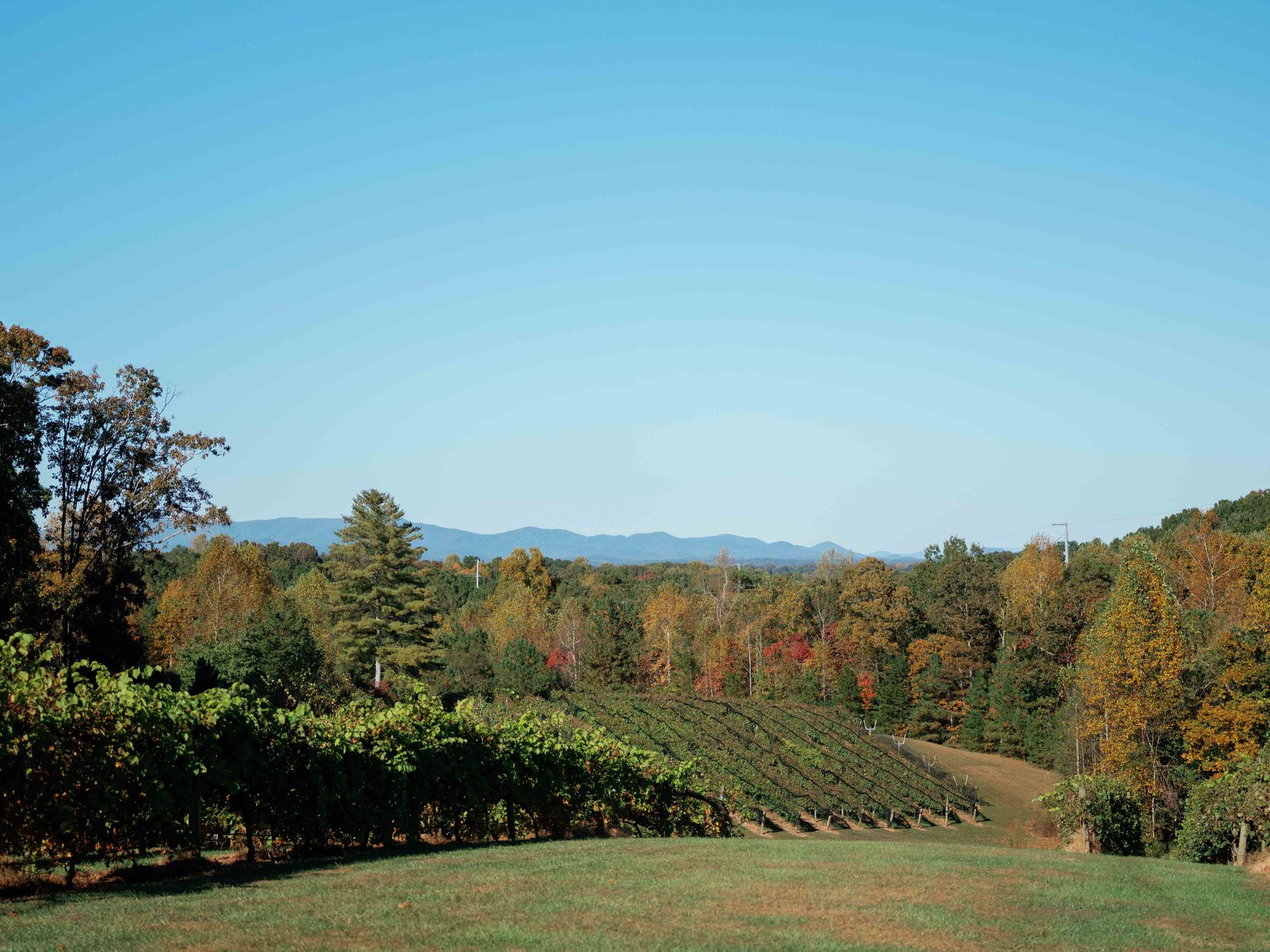 Event Venue | The Venue In The Vines | Georgia