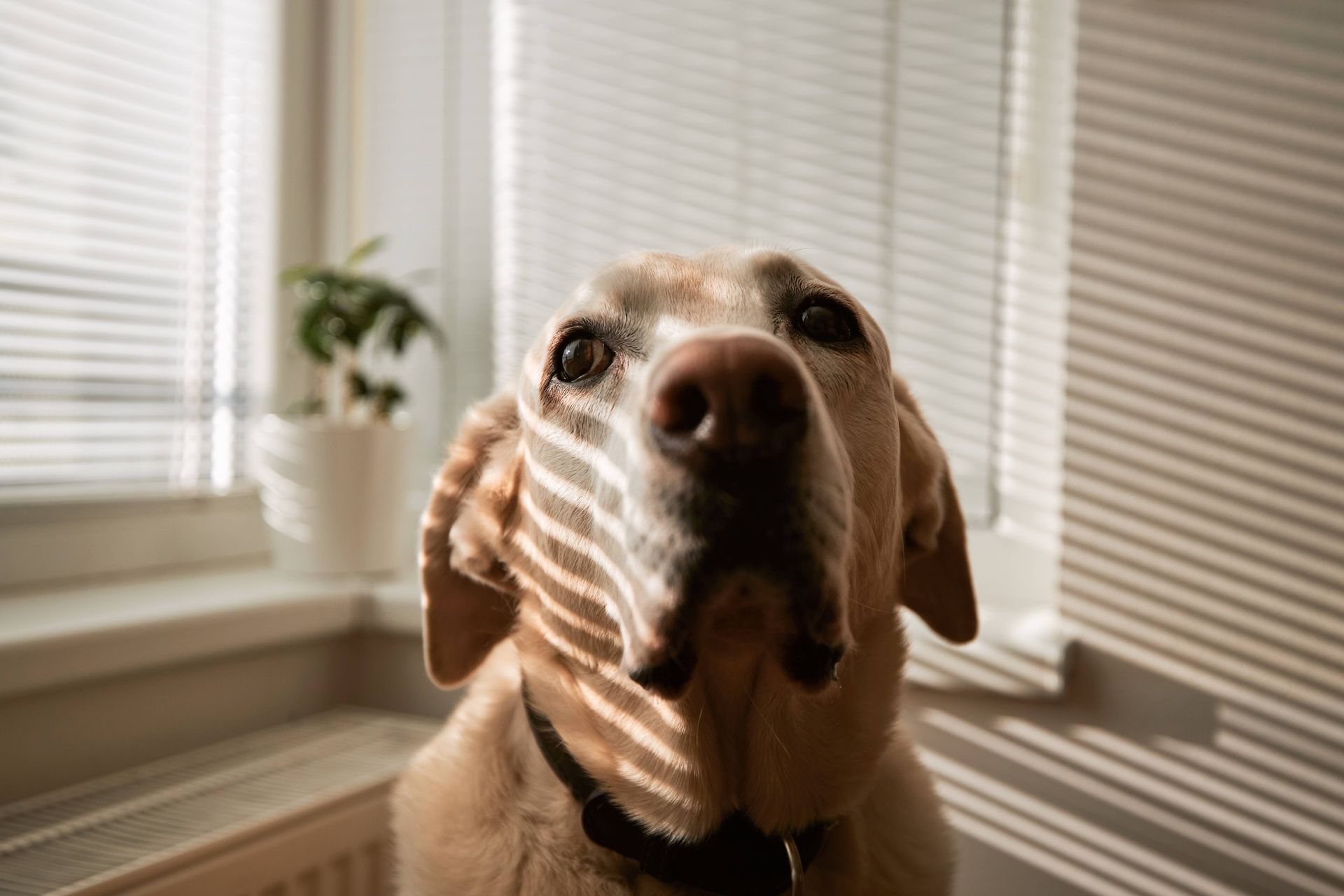 Can You Buy Dog Proof Window Blinds? | NH Blinds