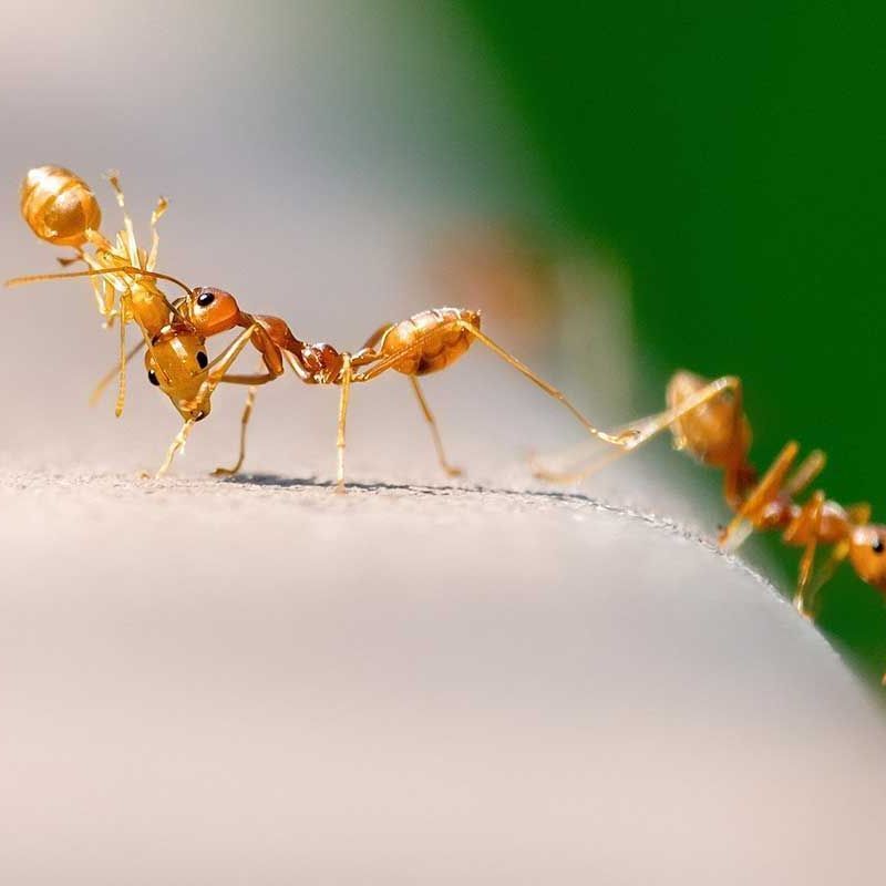 Ant Control: The Greater Phoenix Area | Rebellion Pest Defense