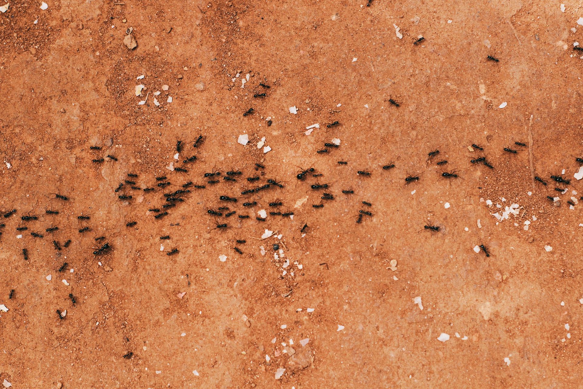 Effective Ant Control Strategies for a Clean and Pest-Free Home