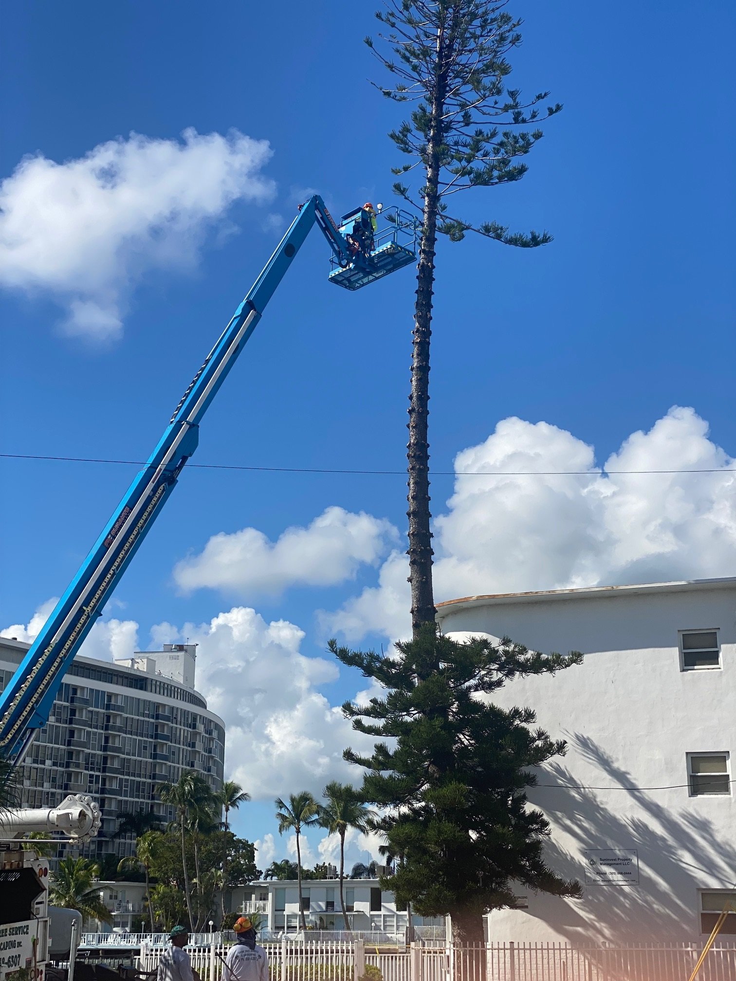Expert Tree Removal Gallery Miami FL | Grove Tree Service