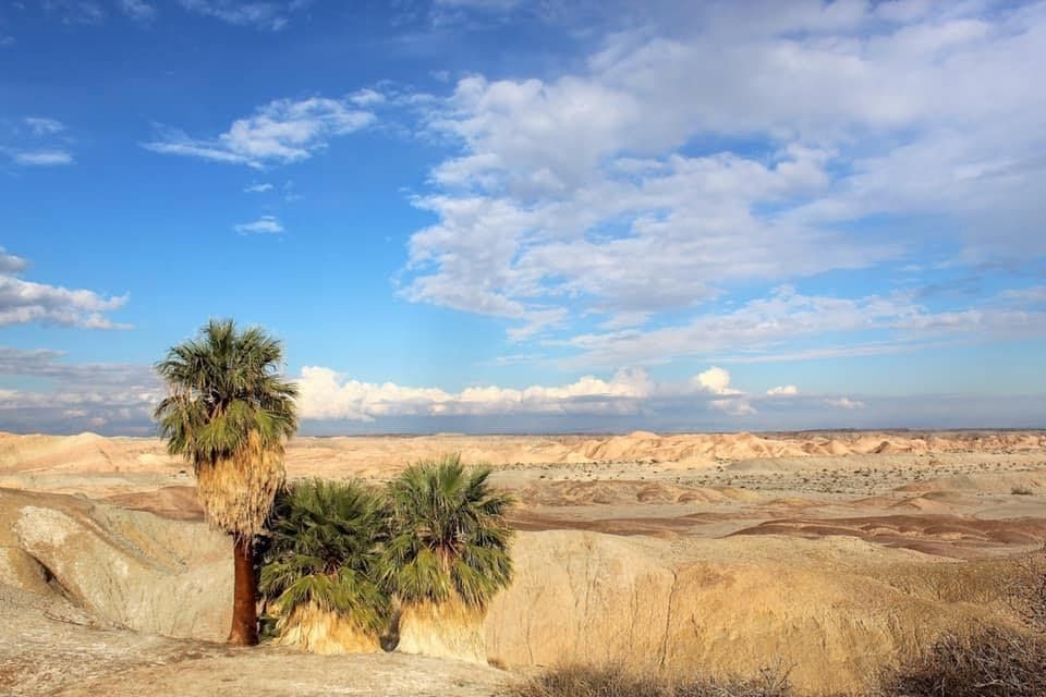 Anza-Borrego Desert State Park: The 5 Palms Oasis