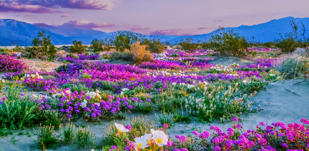 Anza Borrego: The Best Places to See the Wildflower Bloom