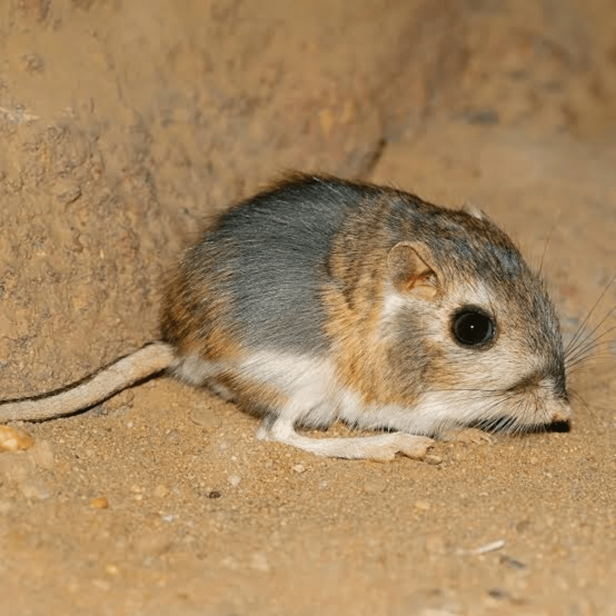 The Fascinating Kangaroo Rats of Borrego Springs