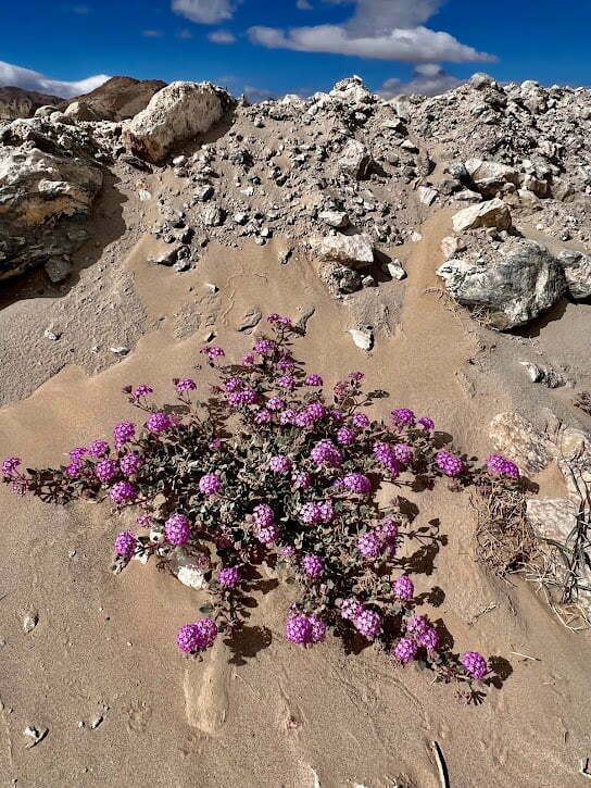 The Sand Verbena: A Native Species of Anza-Borrego State Park