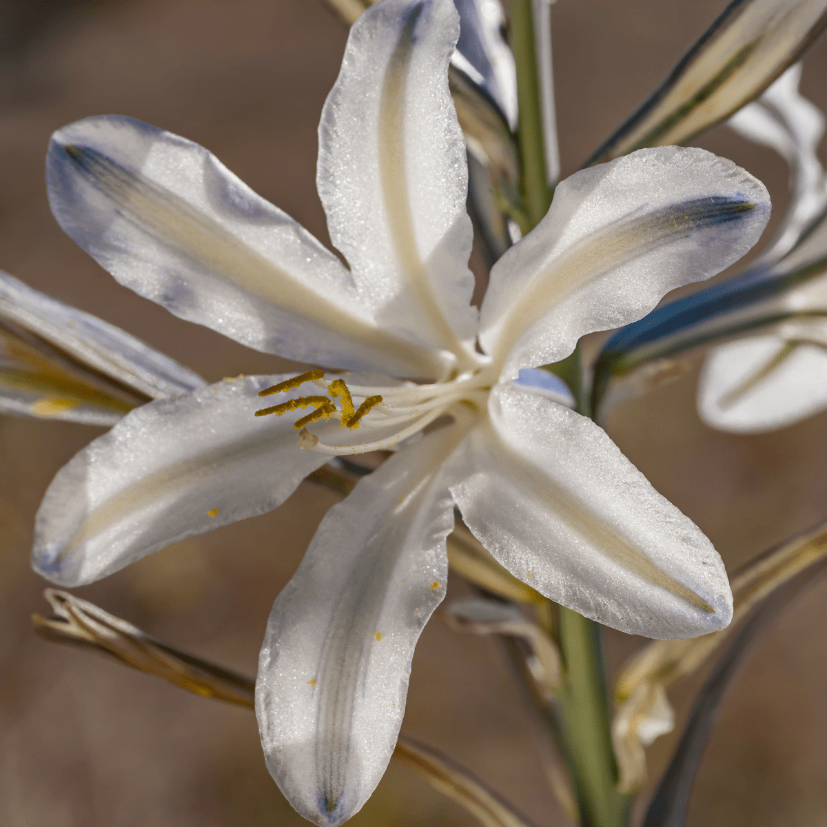 Exploring the Desert Lily of Anza-Borrego State Park