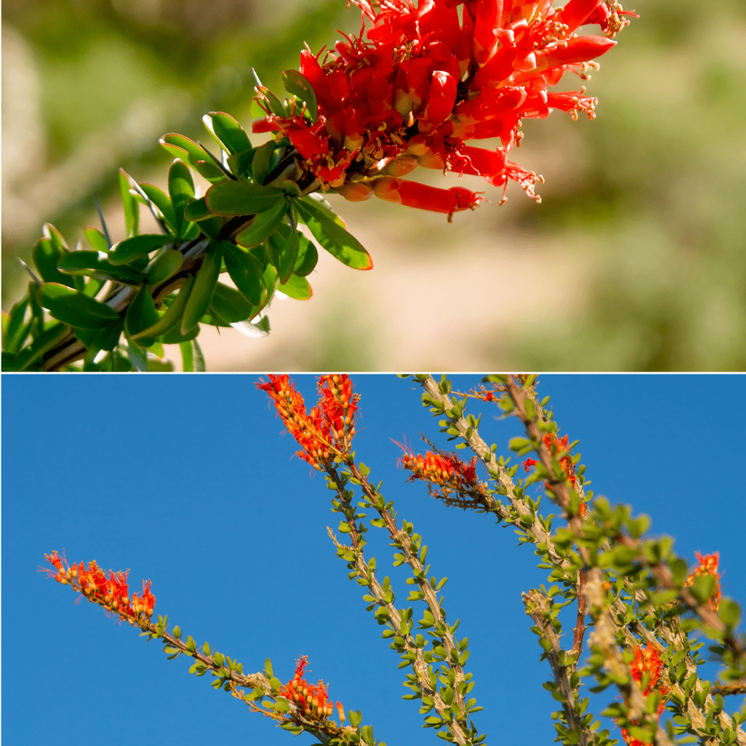 The Ocotillo Plant: Desert Landscape