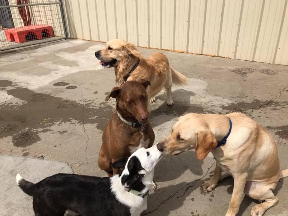 About Us | Delta Dog Camp