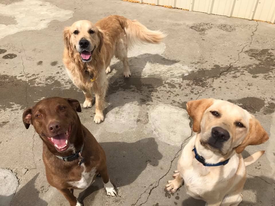 About Us | Delta Dog Camp