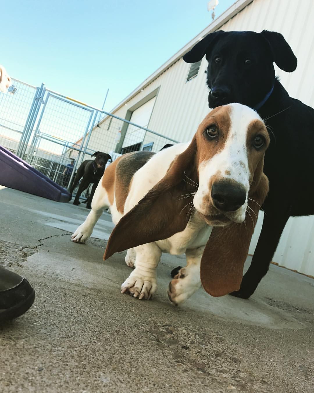 About Us | Delta Dog Camp