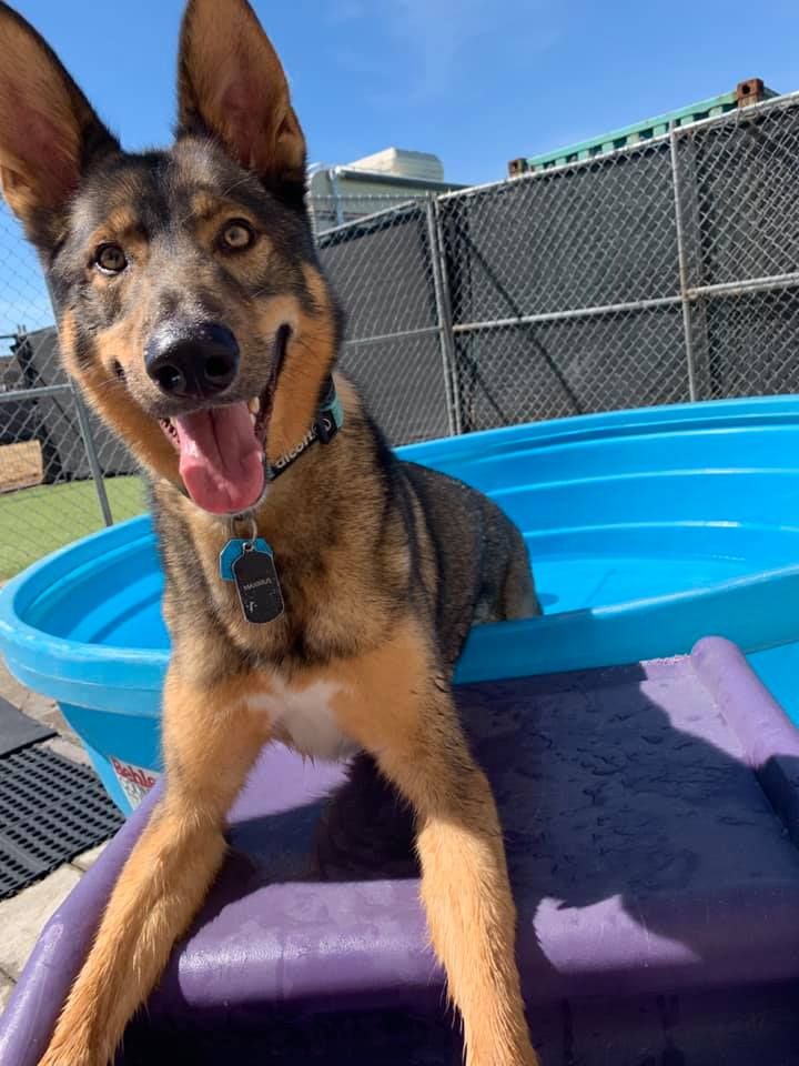 About Us | Delta Dog Camp