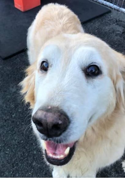 About Us | Delta Dog Camp