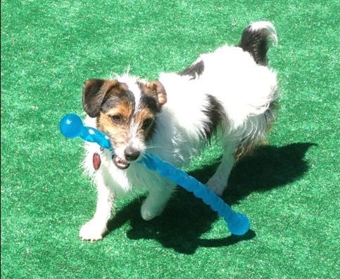 About Us | Delta Dog Camp