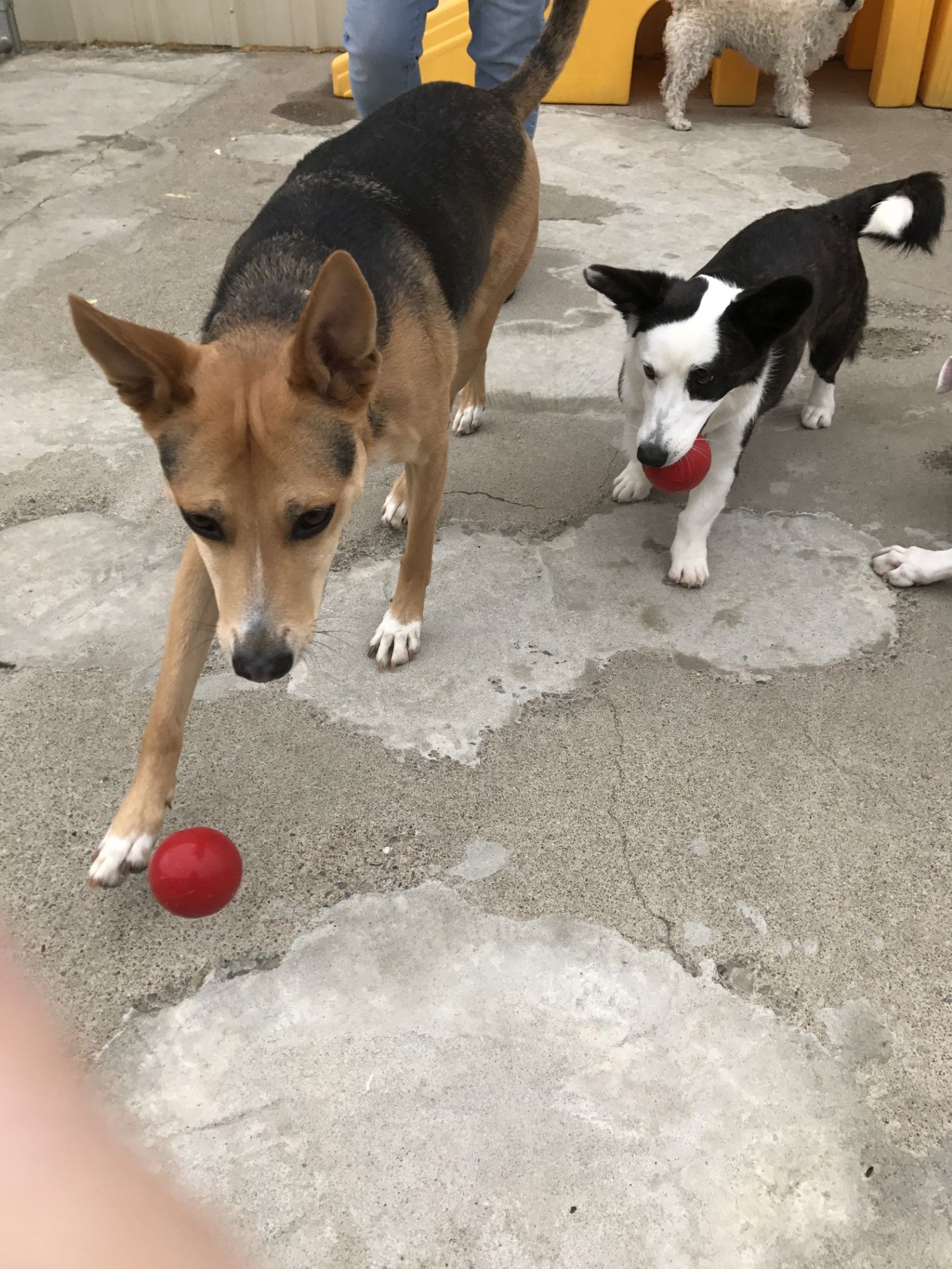 About Us | Delta Dog Camp