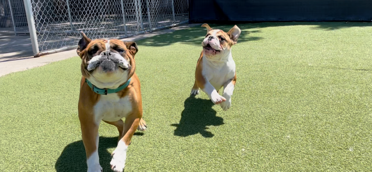 About Us | Delta Dog Camp