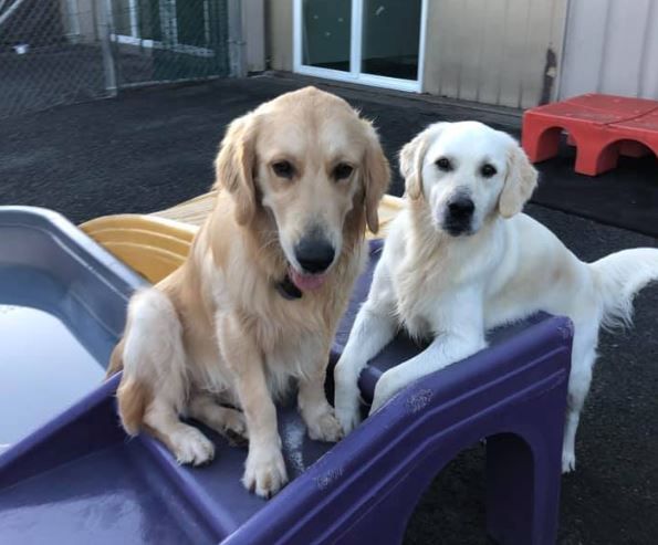 About Us | Delta Dog Camp