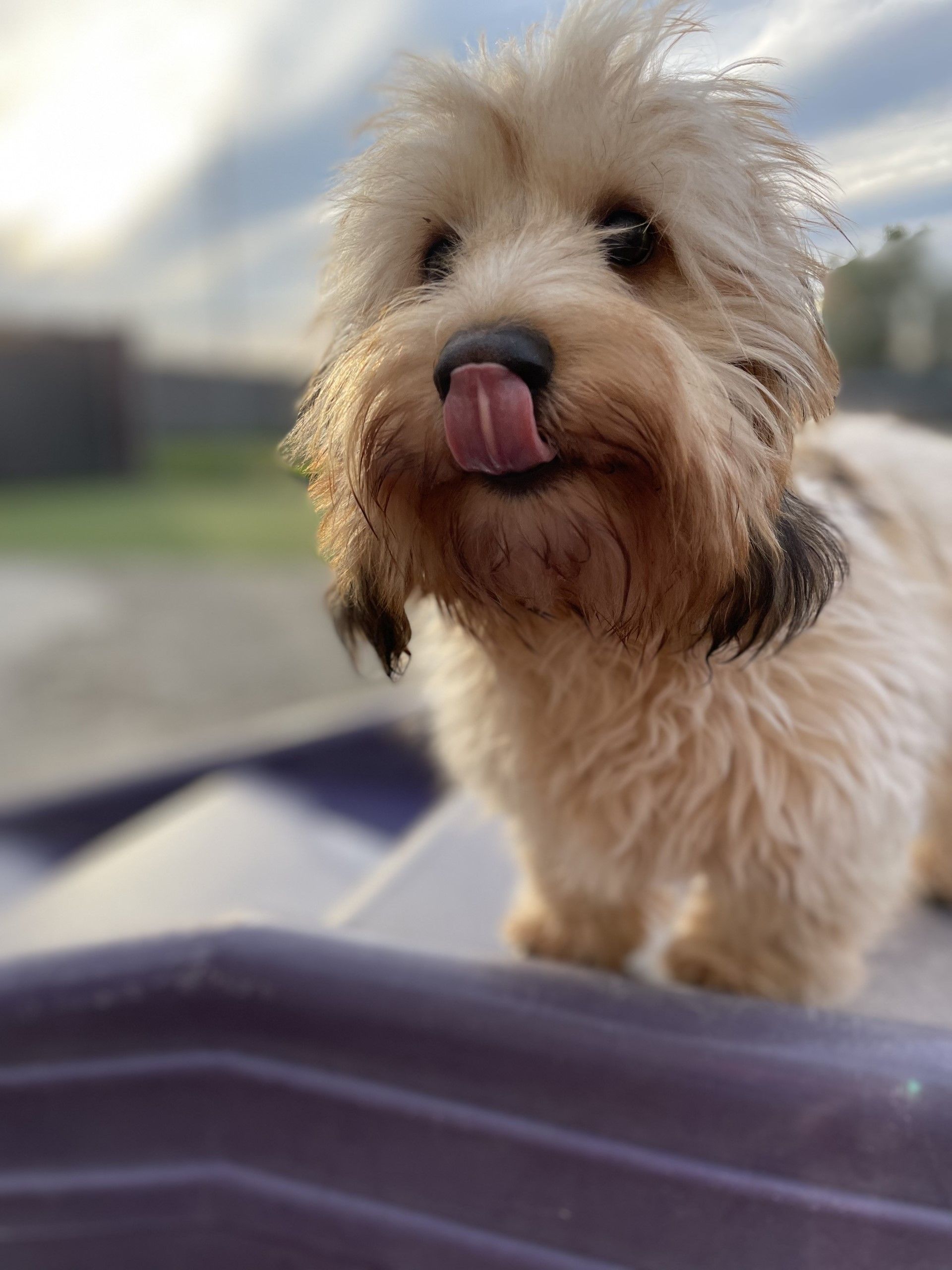 About Us | Delta Dog Camp