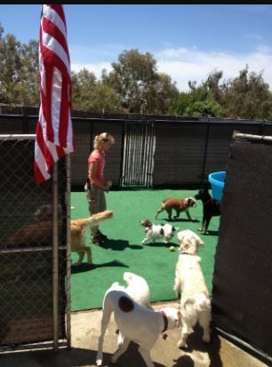 About Us | Delta Dog Camp