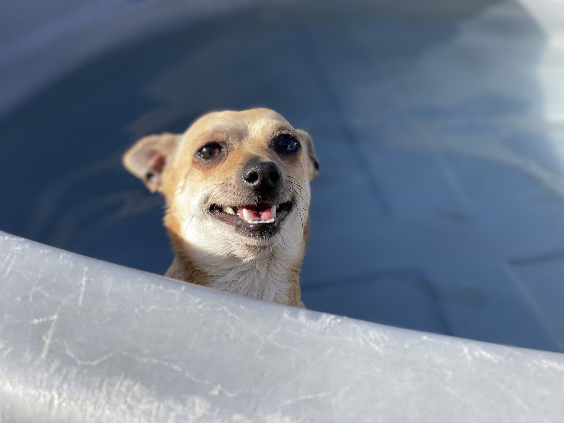 About Us | Delta Dog Camp