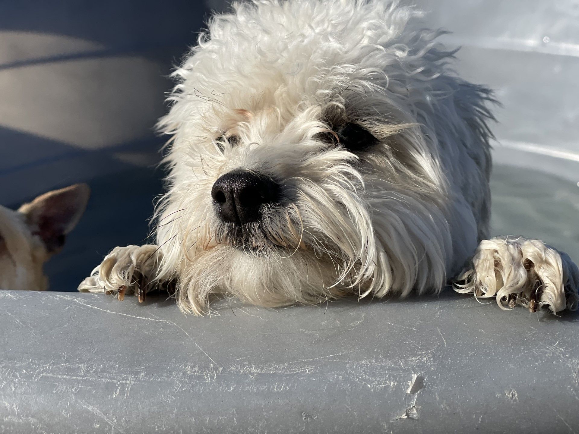 About Us | Delta Dog Camp