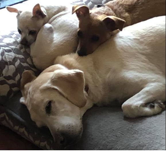 About Us | Delta Dog Camp