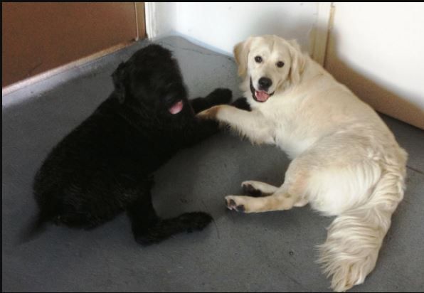 About Us | Delta Dog Camp