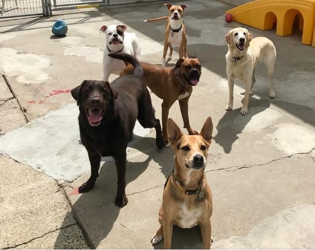 About Us | Delta Dog Camp