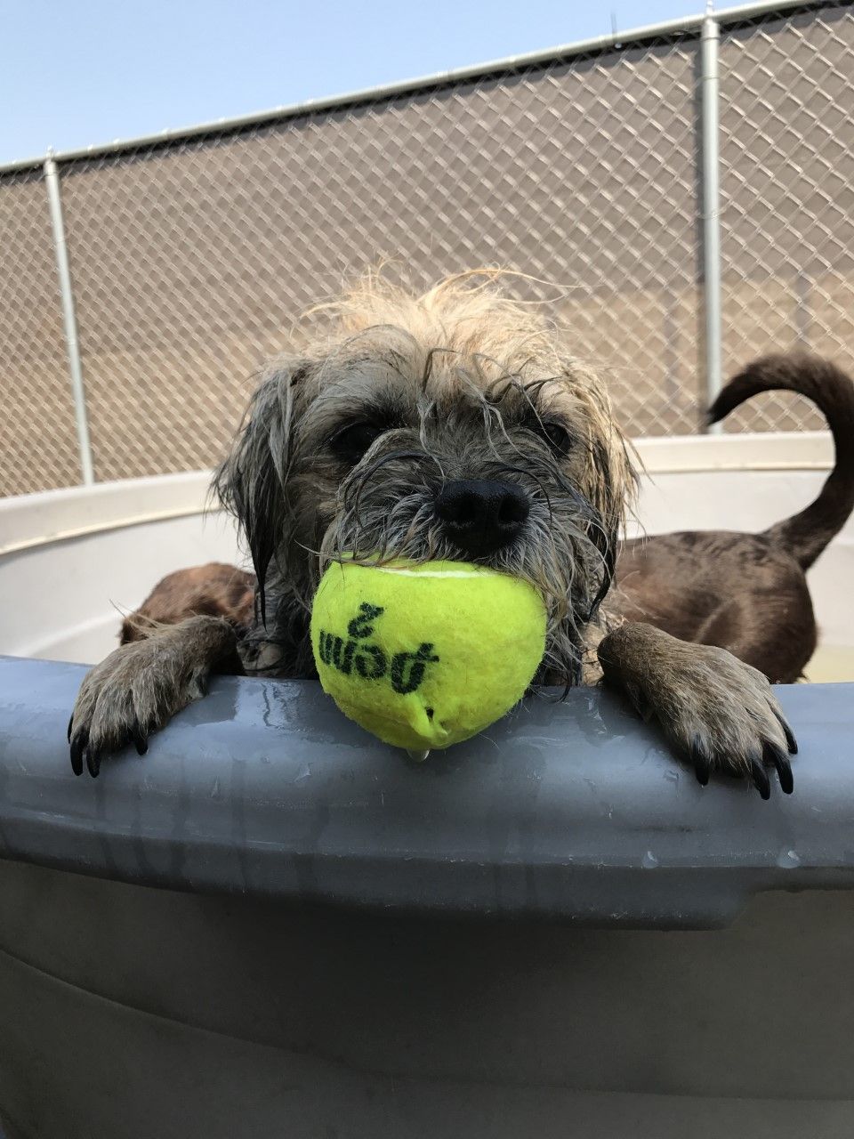 About Us | Delta Dog Camp