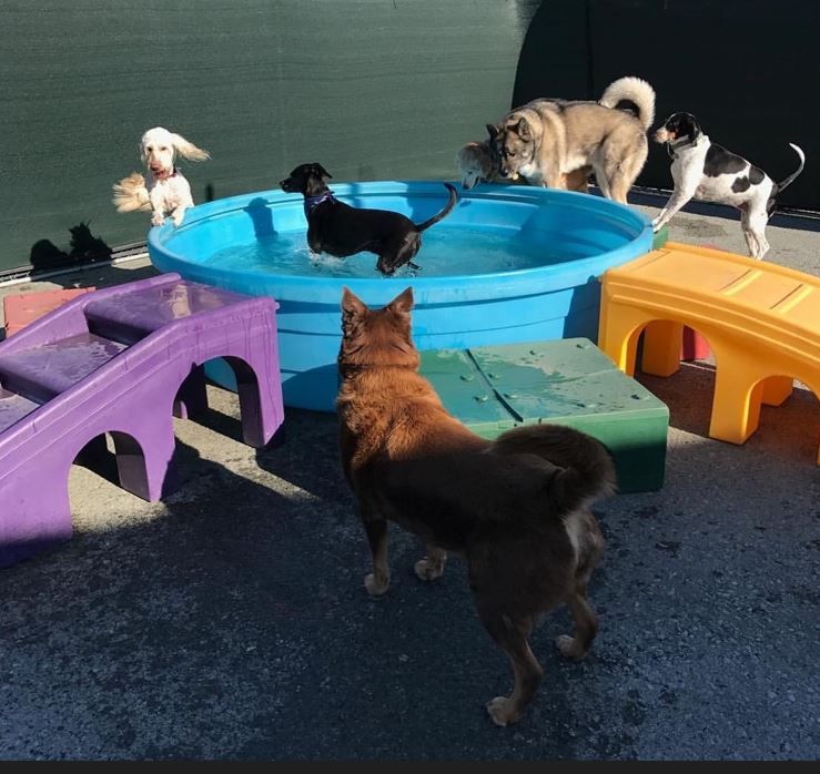 About Us | Delta Dog Camp