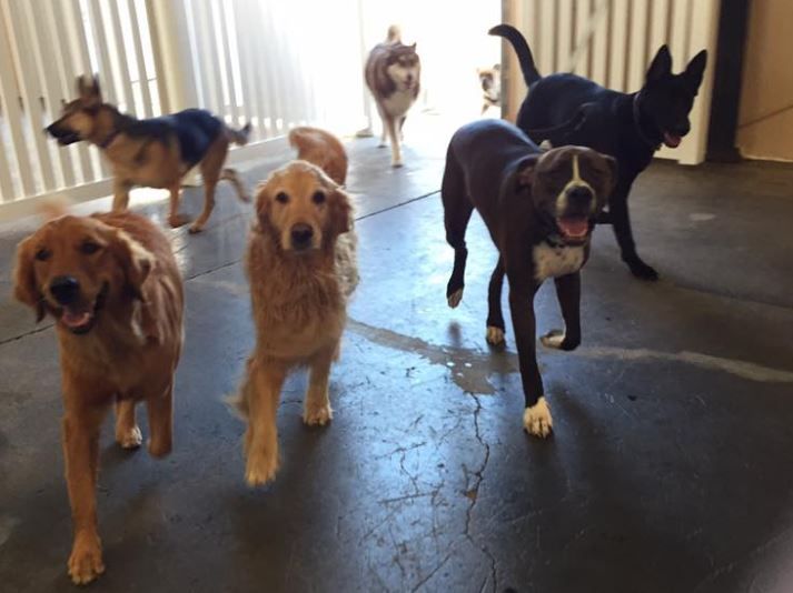 Delta Dog Camp | Antioch, CA