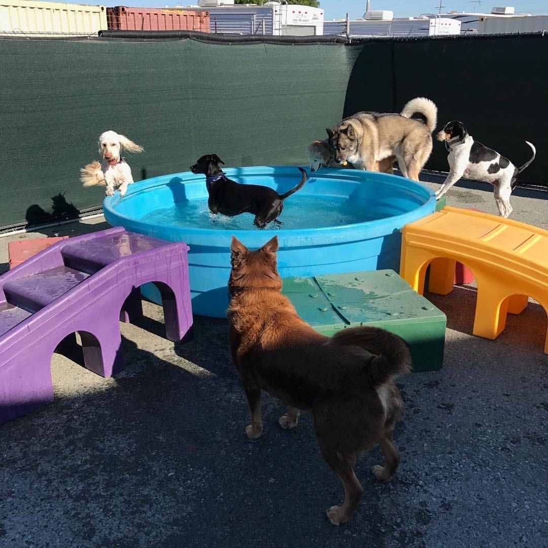 About Us | Delta Dog Camp