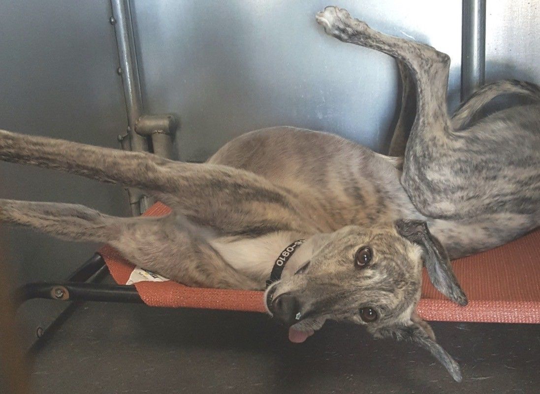 Delta Dog Camp | Antioch, CA