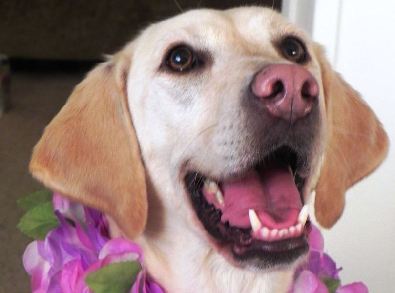 Delta Dog Camp | Antioch, CA