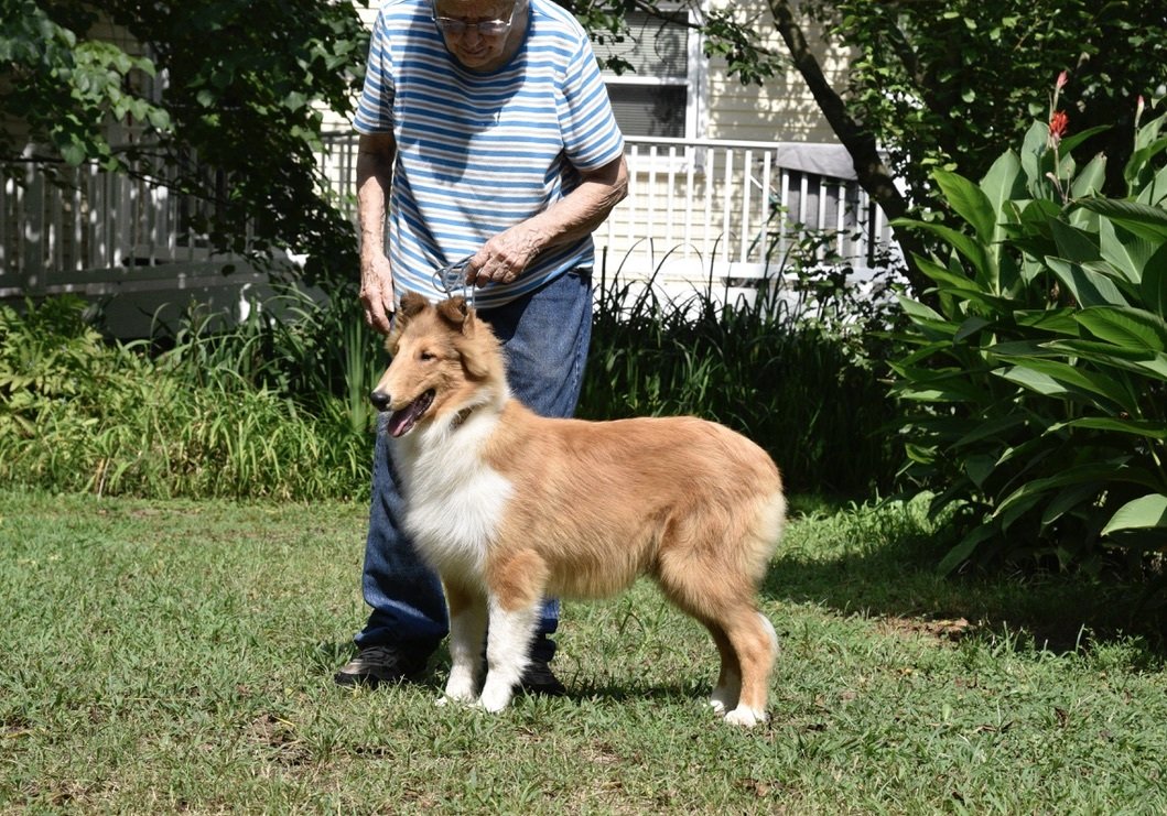 Puppies for Sale | Millville, NJ | 856-825-4856