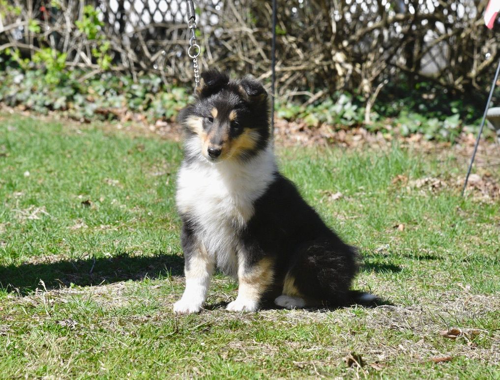 Puppies for Sale | Millville, NJ | 856-825-4856