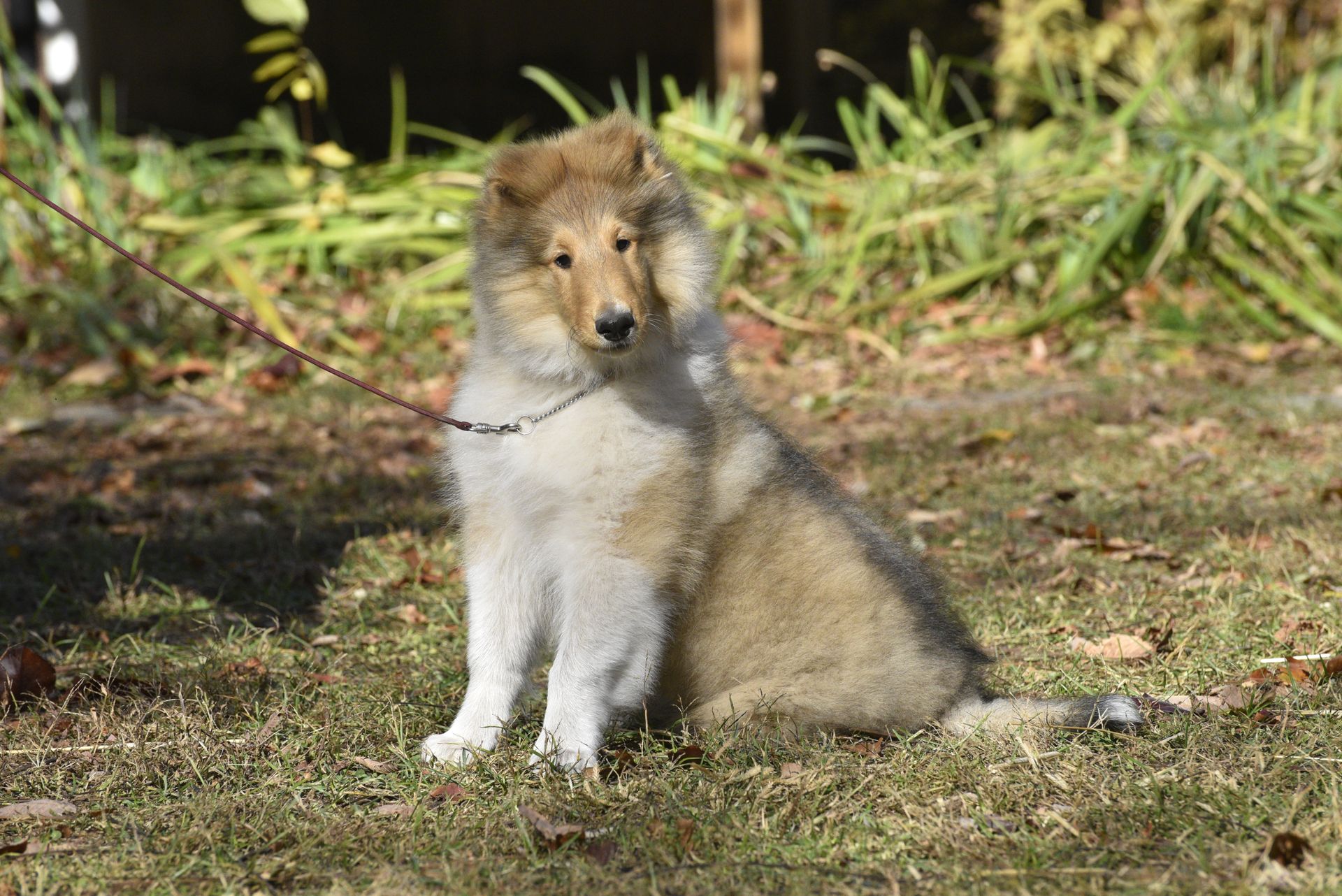 Puppies for Sale | Millville, NJ | 856-825-4856