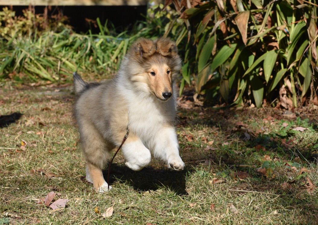 Puppies for Sale | Millville, NJ | 856-825-4856