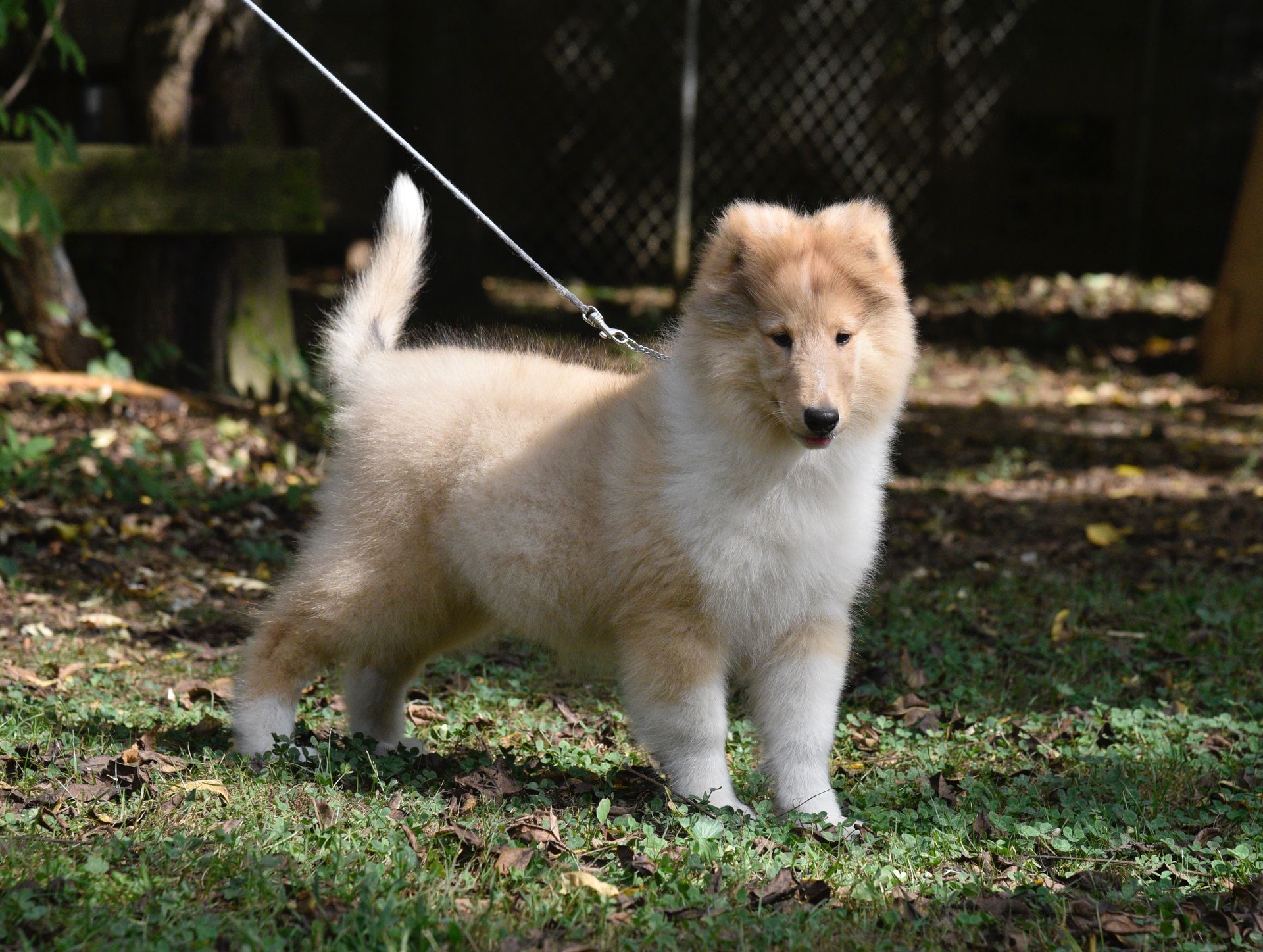 Puppies for Sale | Millville, NJ | 856-825-4856