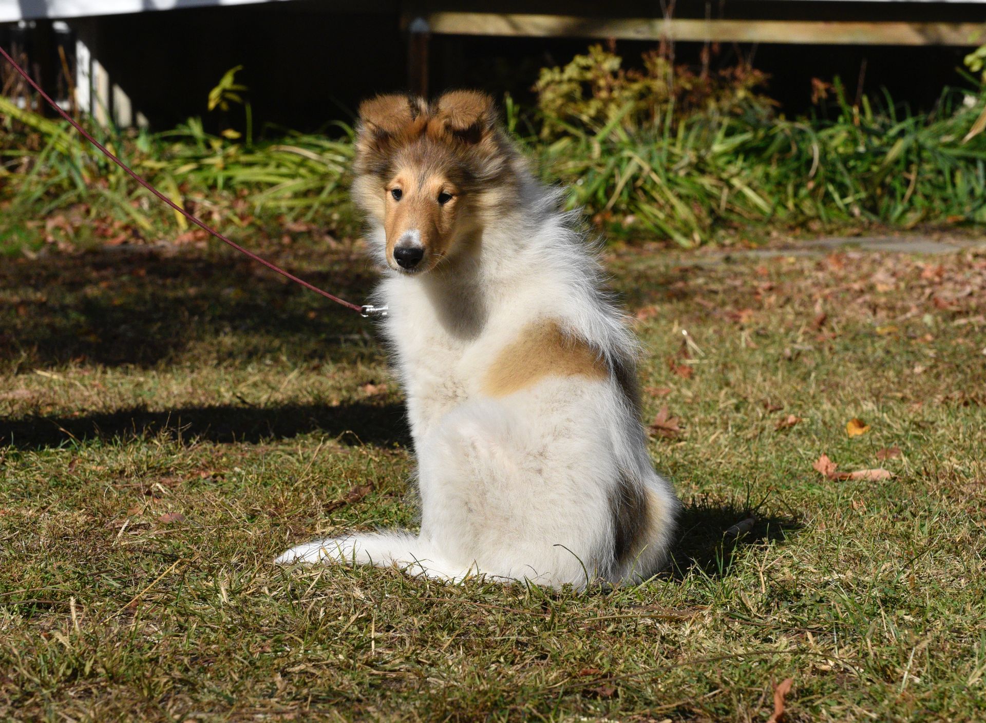 Puppies for Sale | Millville, NJ | 856-825-4856