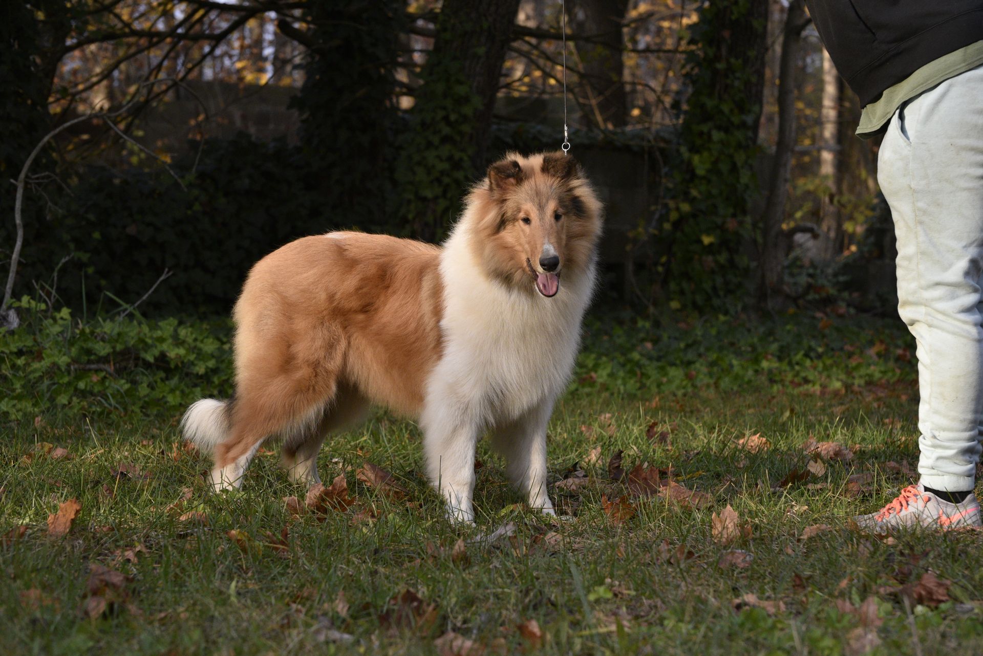 Puppies for Sale | Millville, NJ | 856-825-4856