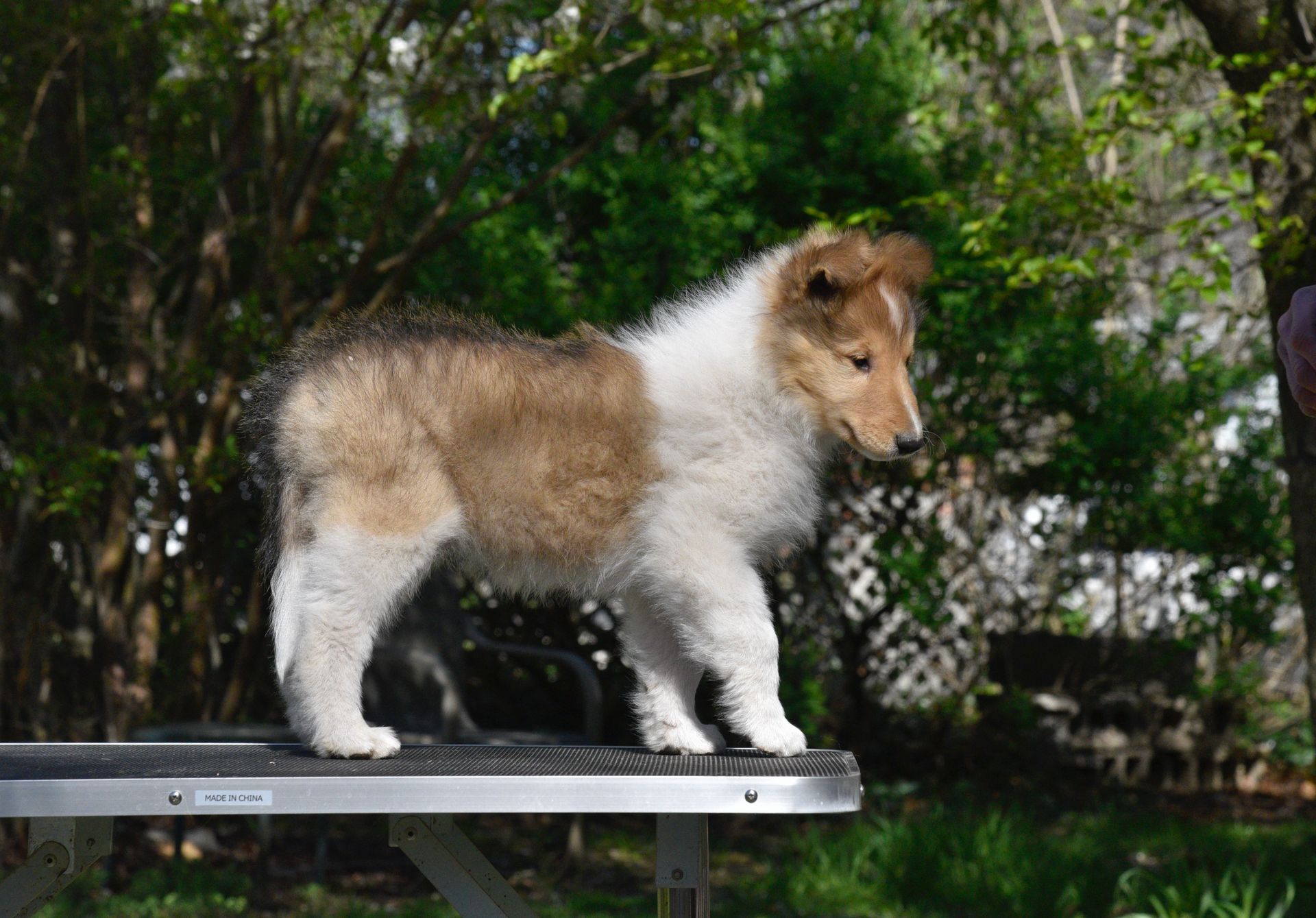 Puppies for Sale | Millville, NJ | 856-825-4856